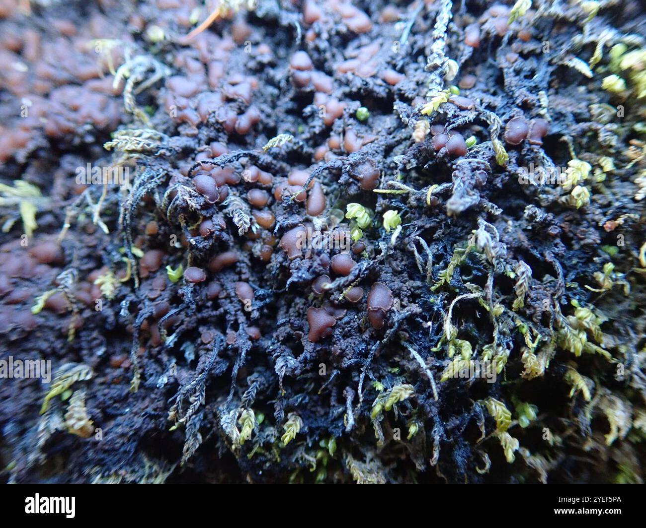 Brown-gray Moss-shingle Lichen (Protopannaria pezizoides Stock Photo ...