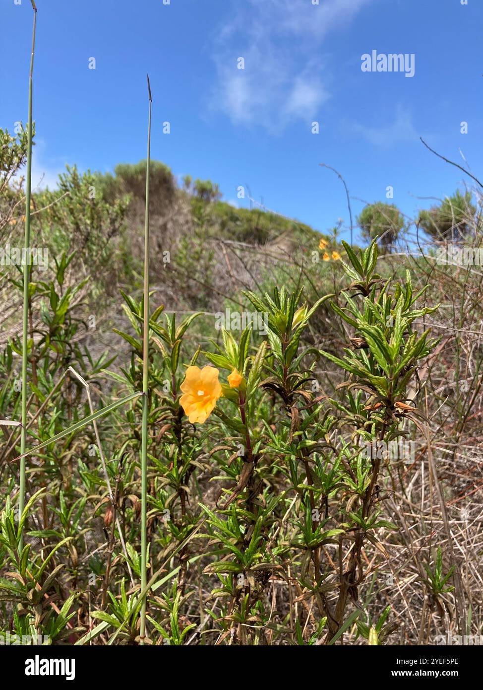 orange bush monkeyflower (Diplacus aurantiacus Stock Photo - Alamy