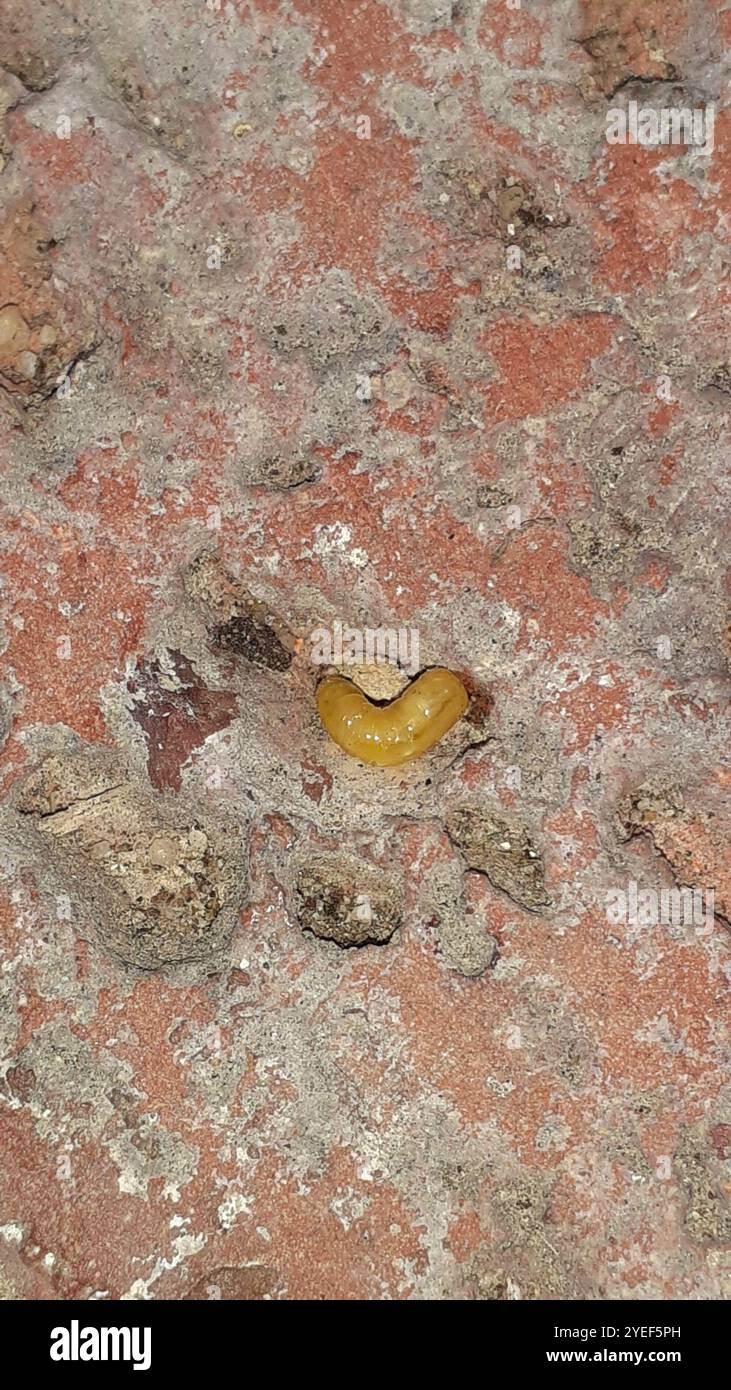Cucurbit Fruit Flies (Dacinae Stock Photo - Alamy