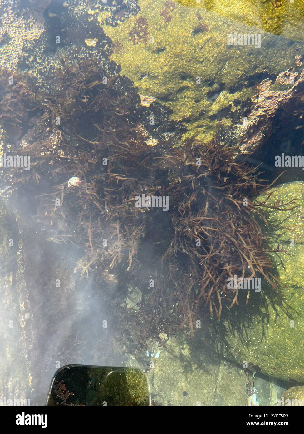 Prionitis hi-res stock photography and images - Alamy