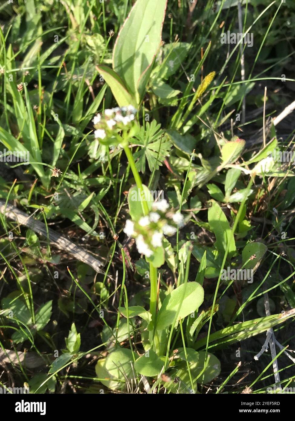 beaked cornsalad (Valerianella radiata Stock Photo - Alamy