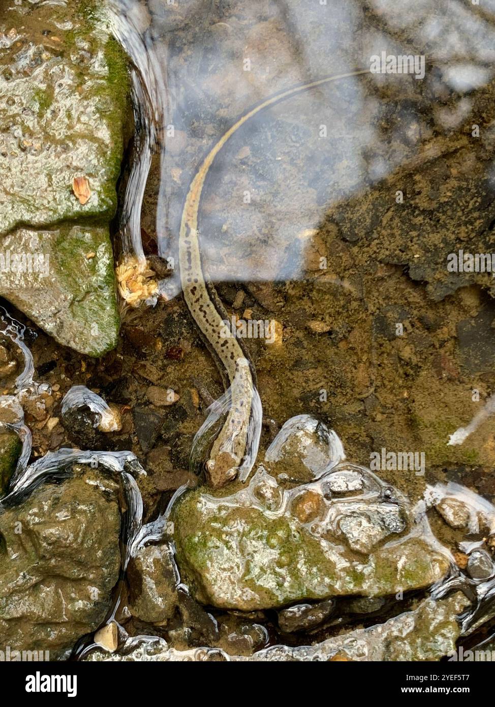 Southern Two-lined Salamander (Eurycea cirrigera Stock Photo - Alamy