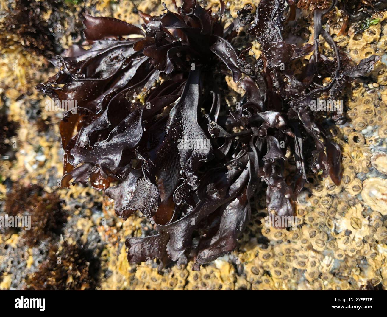 Mastocarpus papillatus hi-res stock photography and images - Alamy