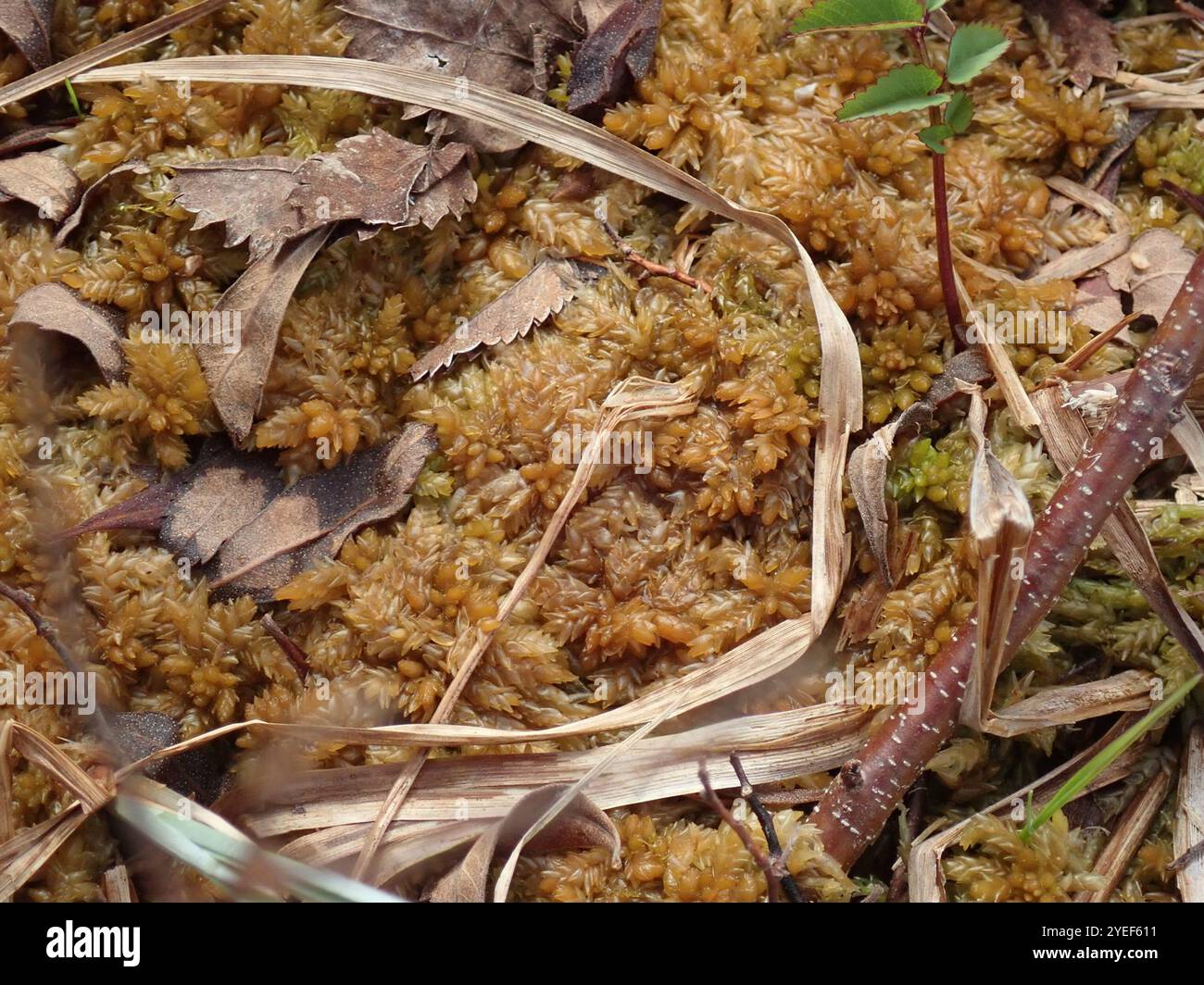 Papillose peatmoss hi-res stock photography and images - Alamy