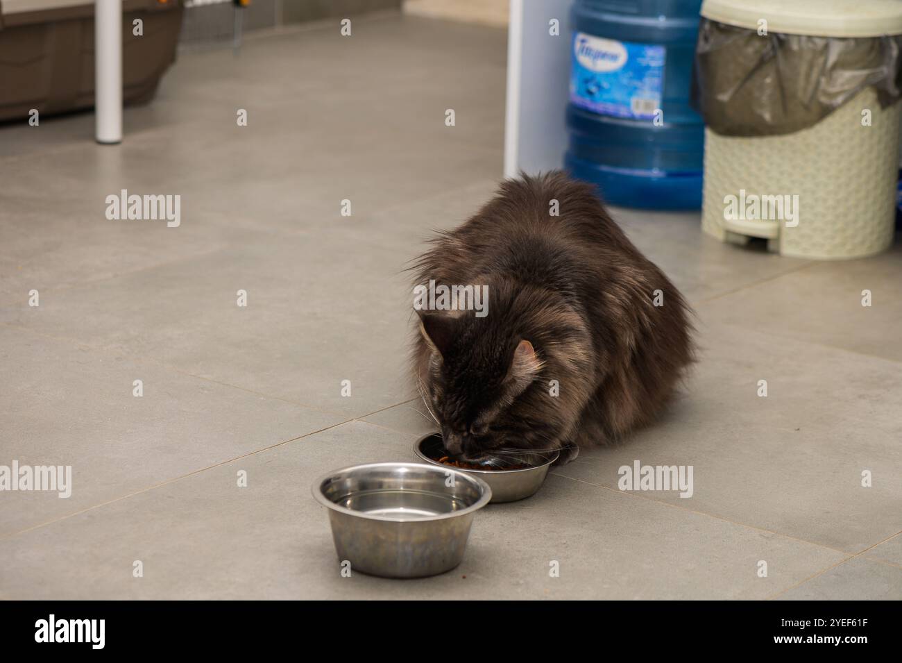 Cat eats food from stainless hi-res stock photography and images - Alamy