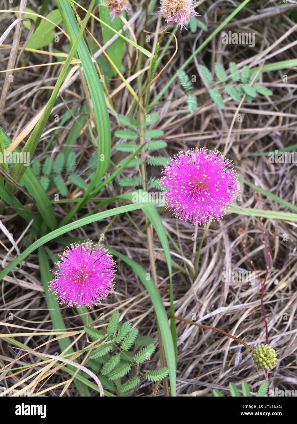 Mimosa nuttallii hi-res stock photography and images - Alamy