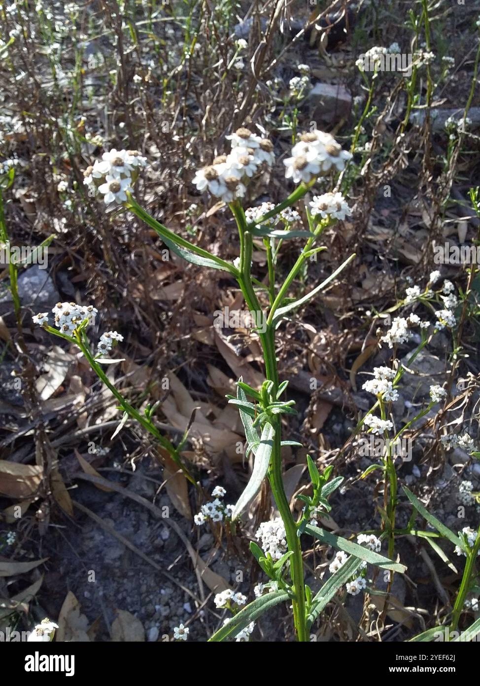 Fire Daisy (Ixodia achillaeoides alata Stock Photo - Alamy