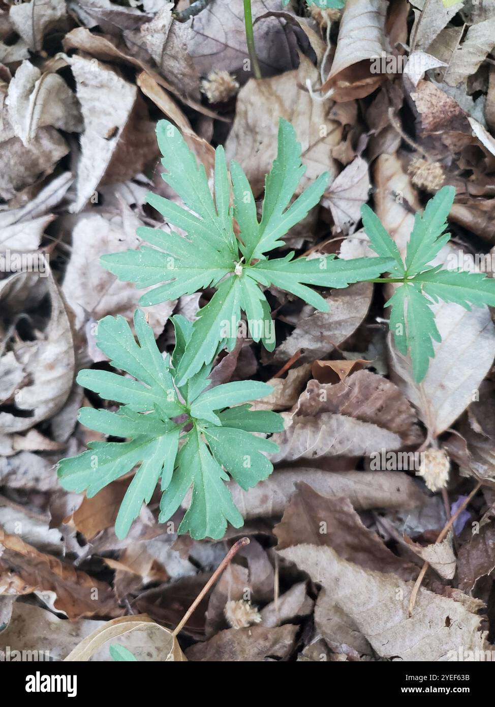 cut-leaved toothwort (Cardamine concatenata Stock Photo - Alamy