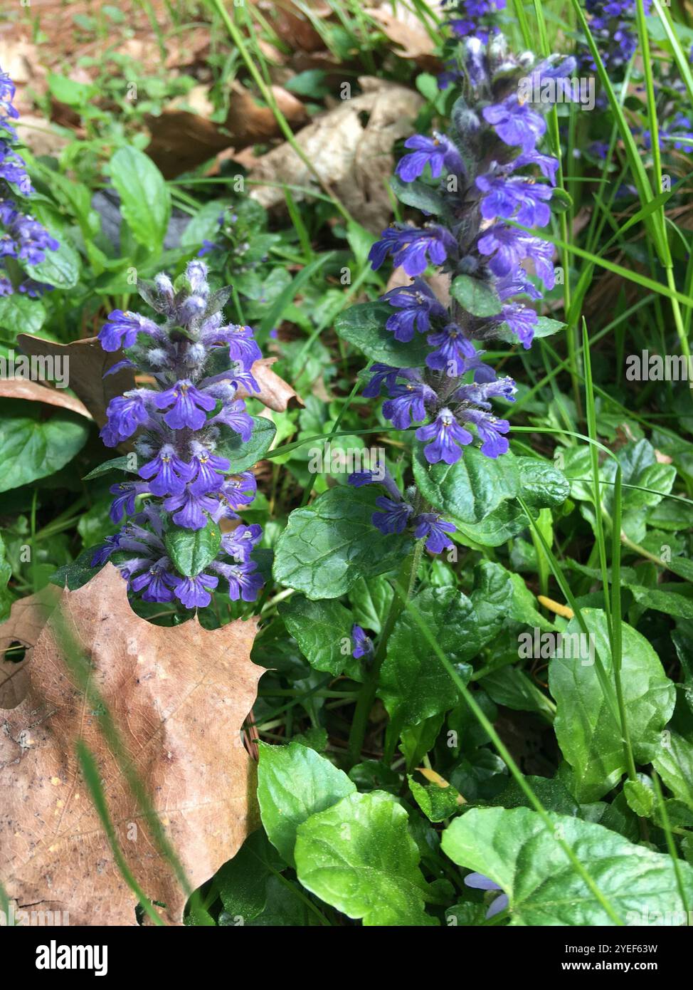 carpet bugle (Ajuga reptans Stock Photo - Alamy
