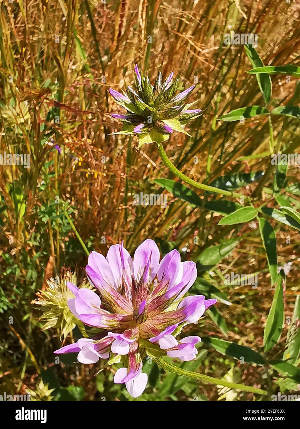 arabian pea (Bituminaria bituminosa Stock Photo - Alamy