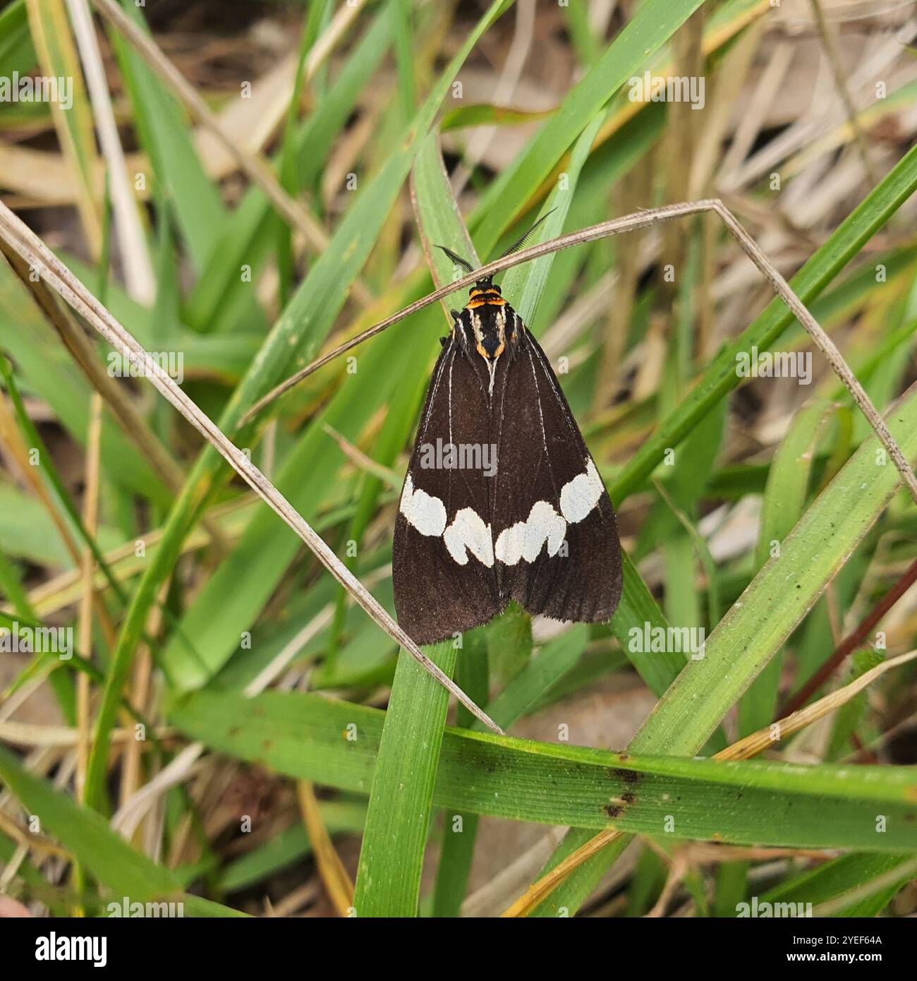 Australian magpie moth (Nyctemera amicus Stock Photo - Alamy