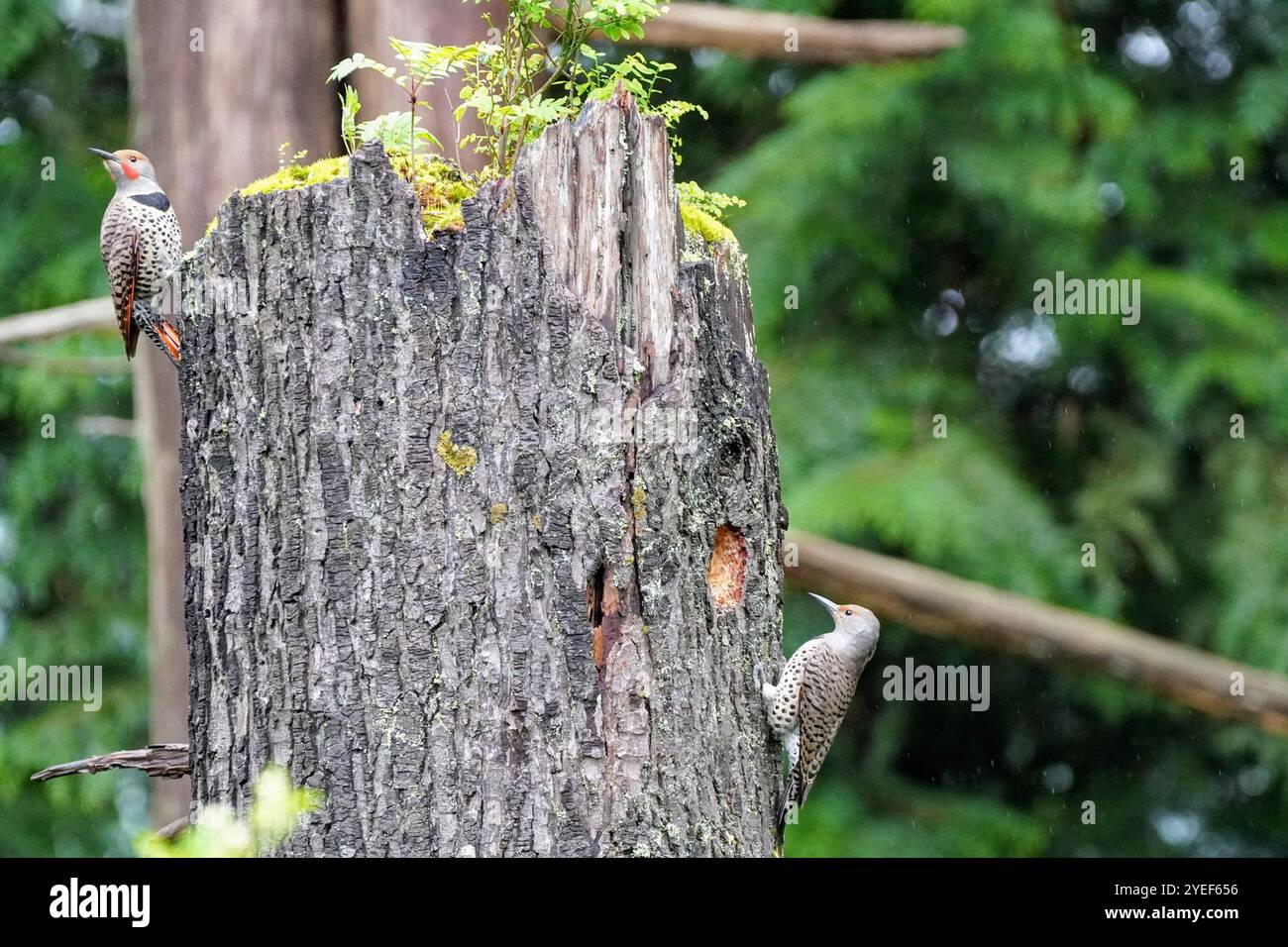 Northern Flicker (Colaptes auratus Stock Photo - Alamy