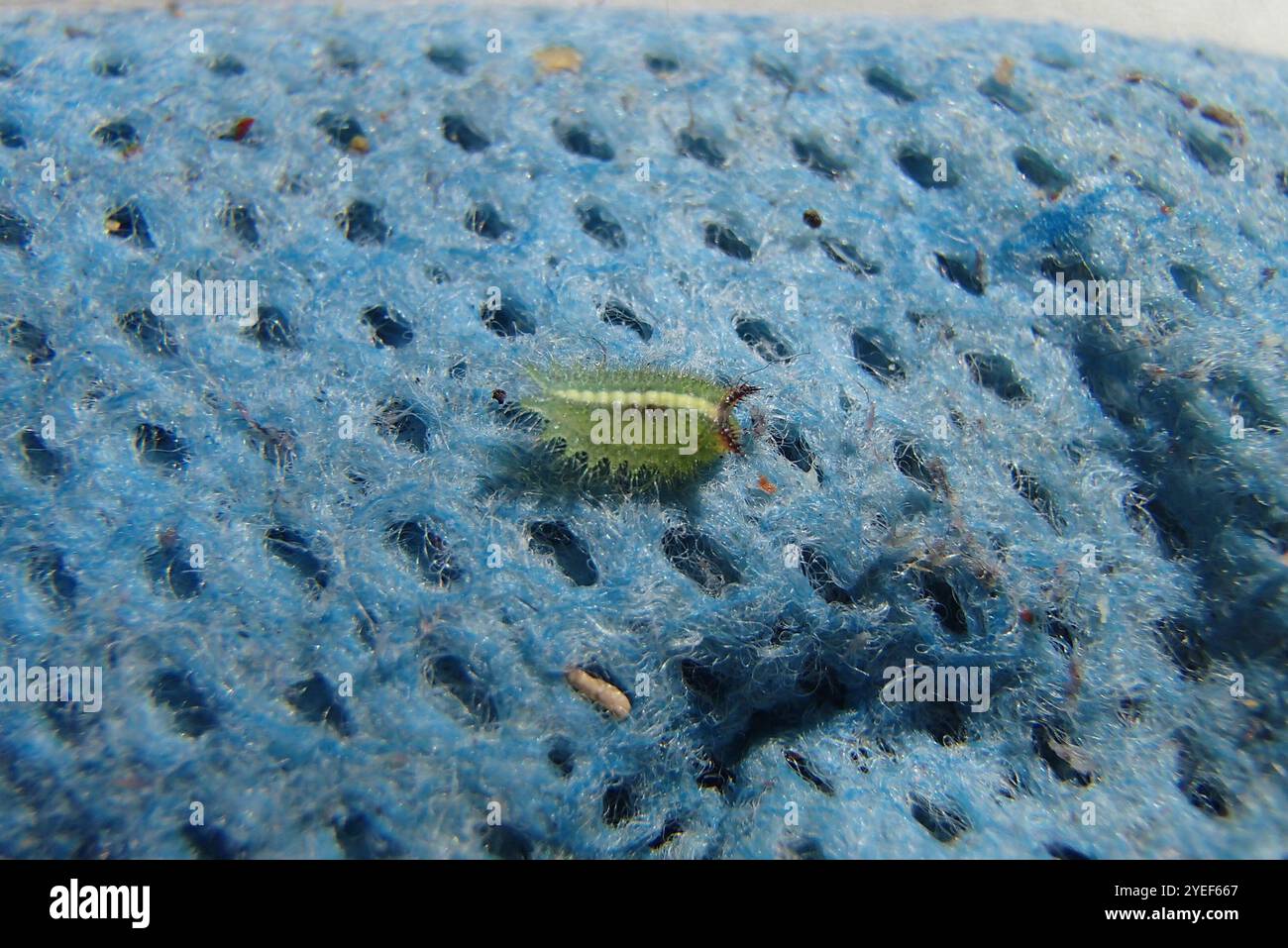 Slug Caterpillar Moths (Limacodidae Stock Photo - Alamy