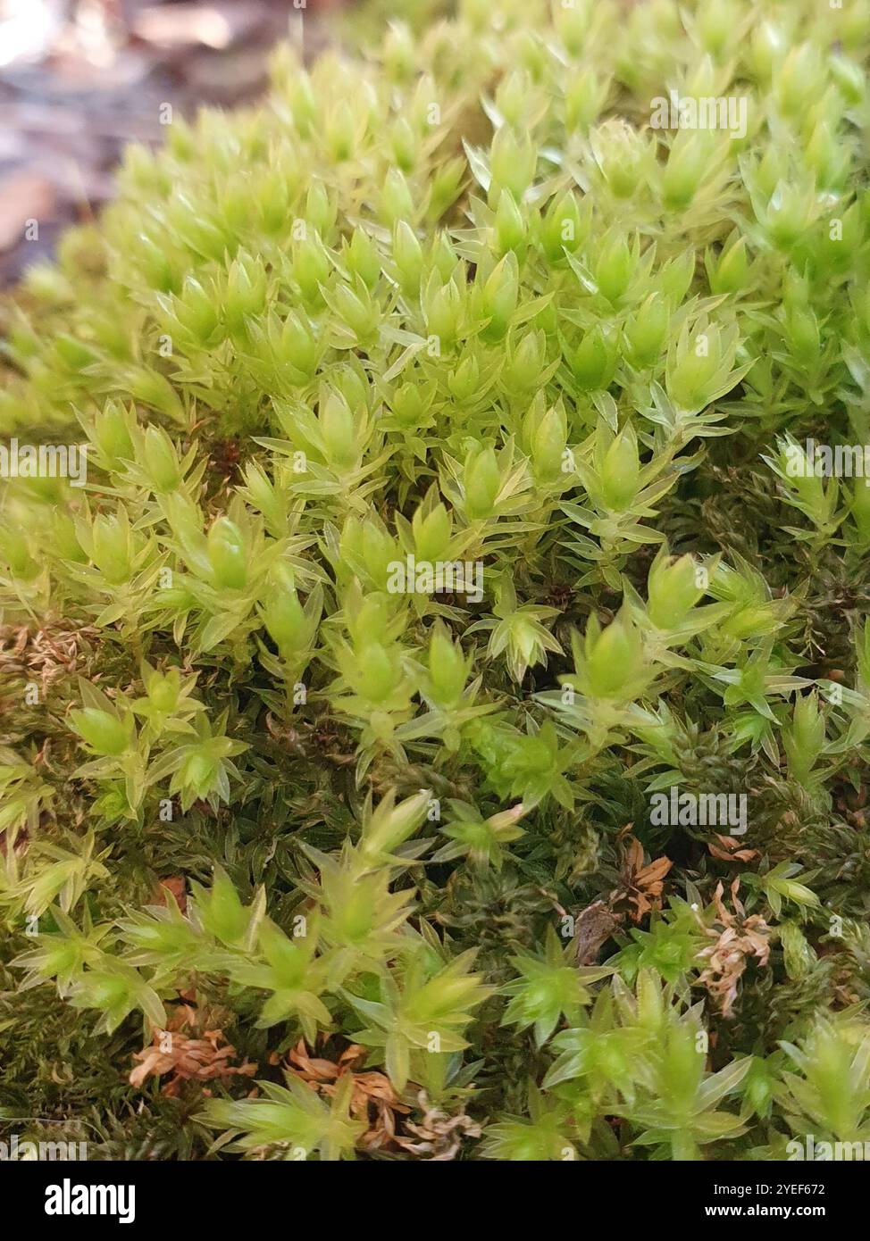 Horn Calcareous Moss (Mnium hornum Stock Photo - Alamy