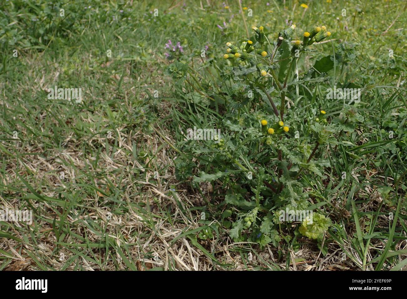 common groundsel (Senecio vulgaris Stock Photo - Alamy