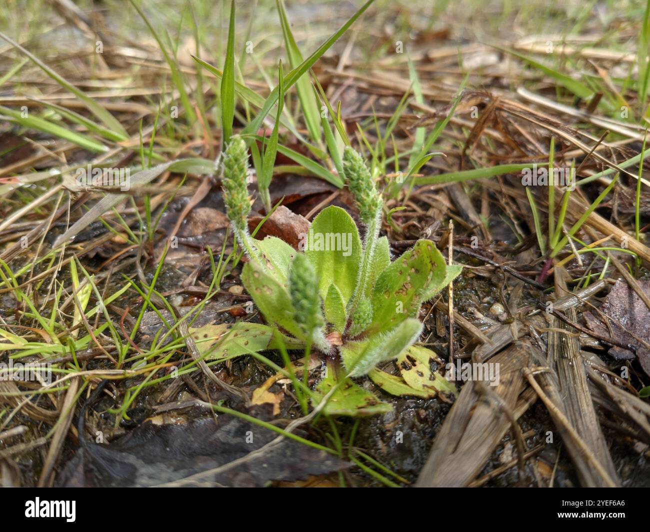 dwarf plantain (Plantago virginica Stock Photo - Alamy