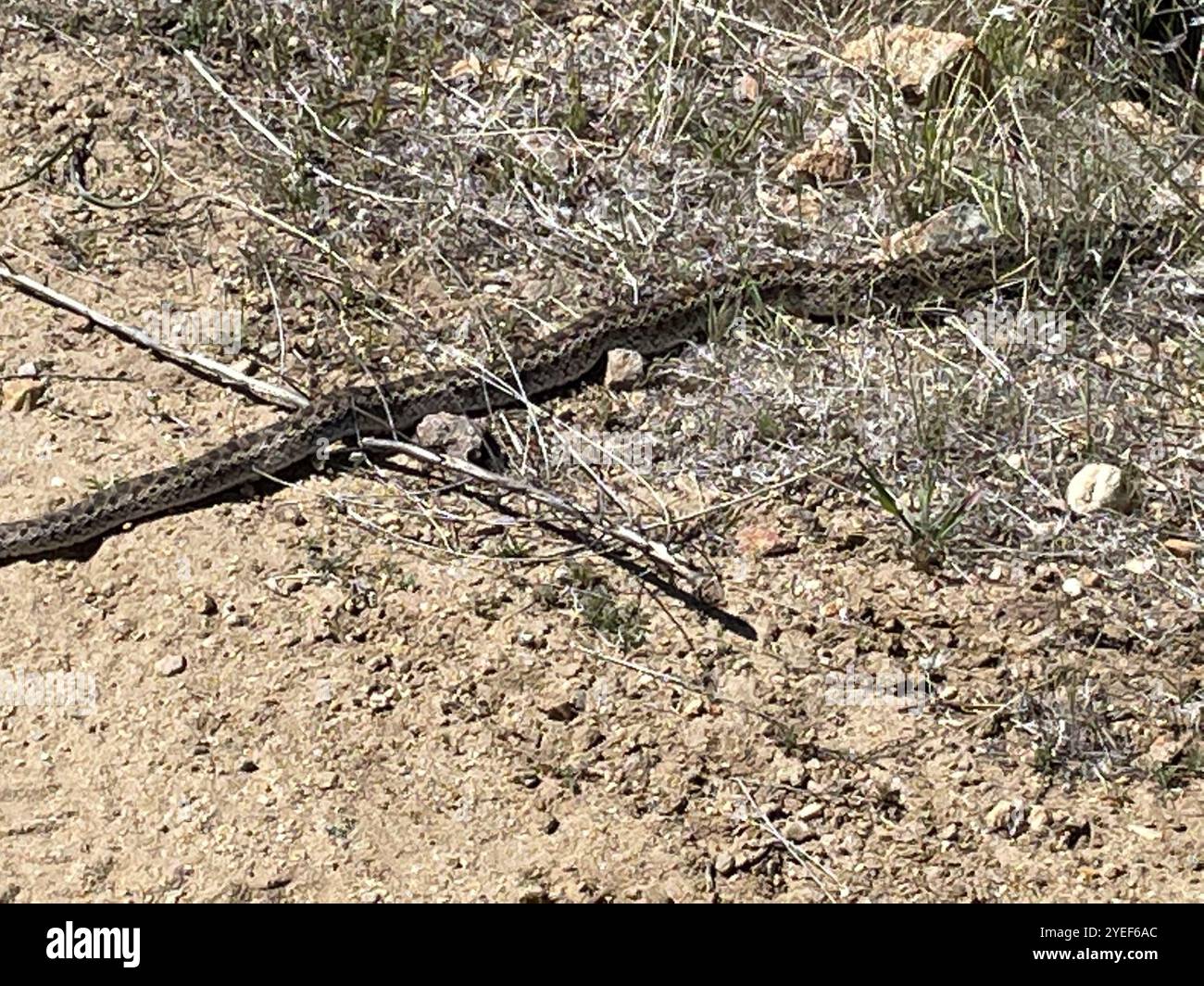 Gopher Snake (Pituophis catenifer Stock Photo - Alamy