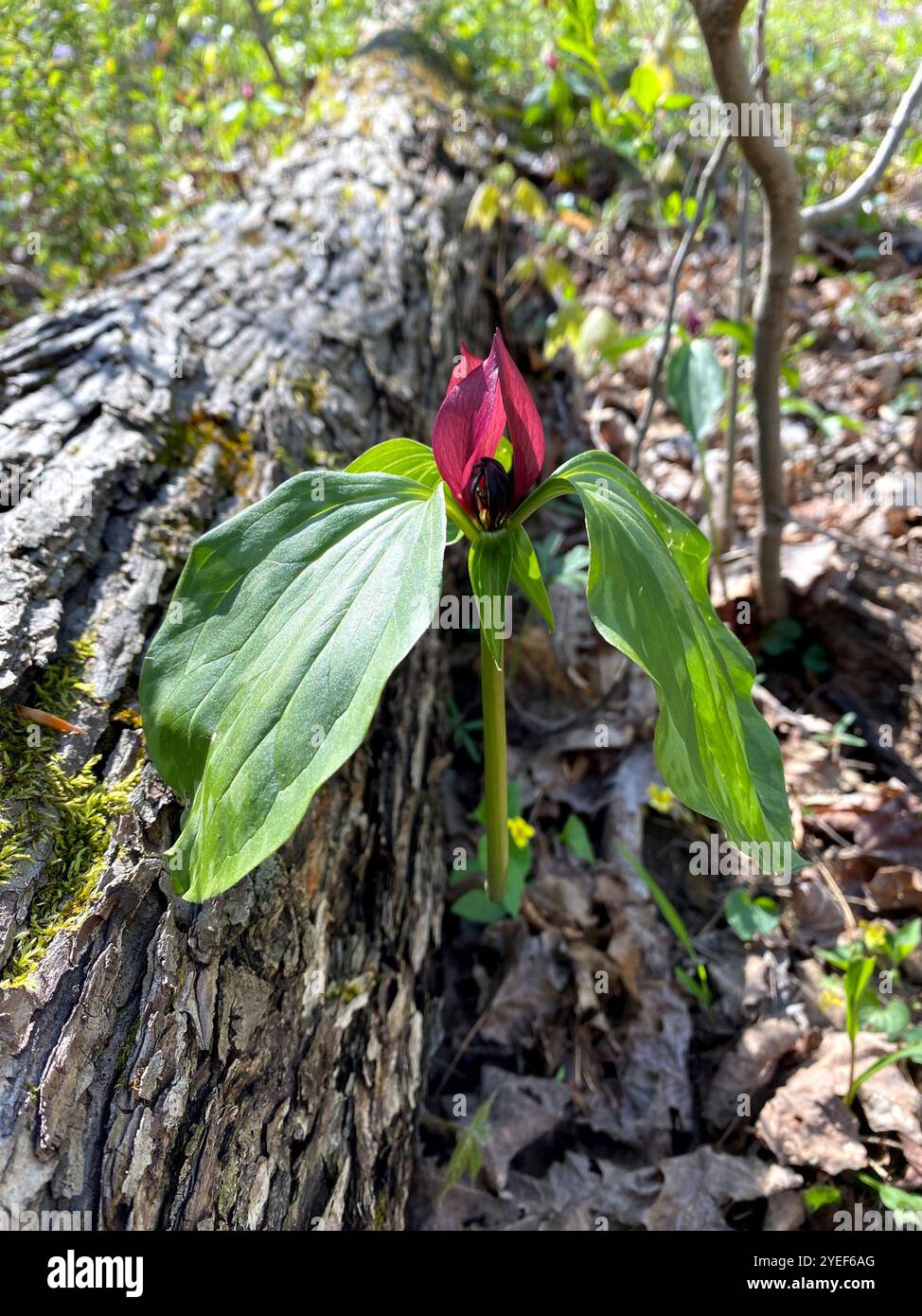 Trillium recurvatum recurvatum hi-res stock photography and images - Alamy
