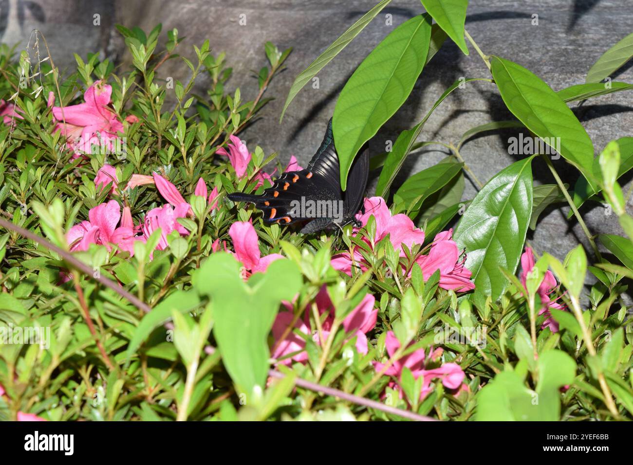 Japanese Peacock Swallowtail (Papilio dehaanii Stock Photo - Alamy