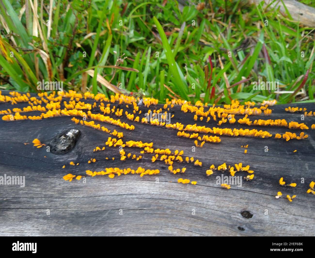 Fan-shaped Jelly Fungus (Dacrymyces spathularia Stock Photo - Alamy