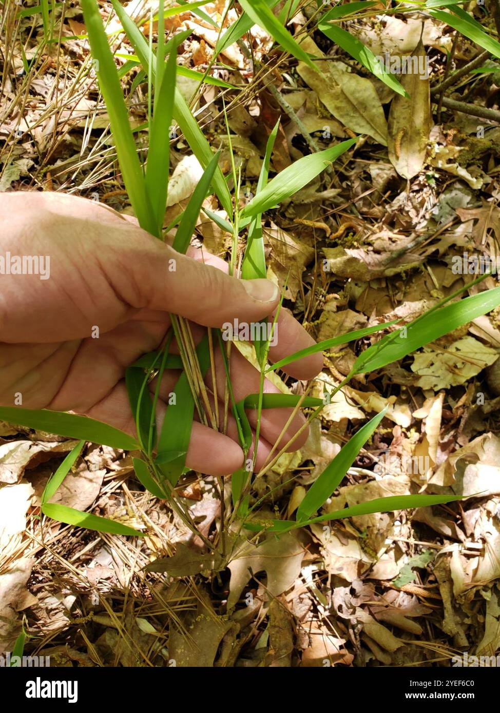 bamboos, canes, and allies (Bambusoideae Stock Photo - Alamy