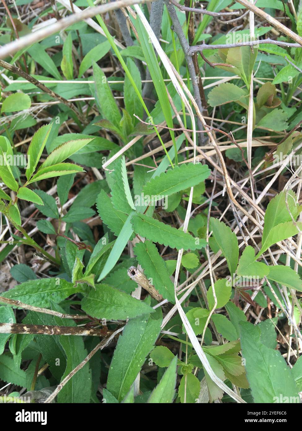 Sanguisorba canadensis hi-res stock photography and images - Alamy