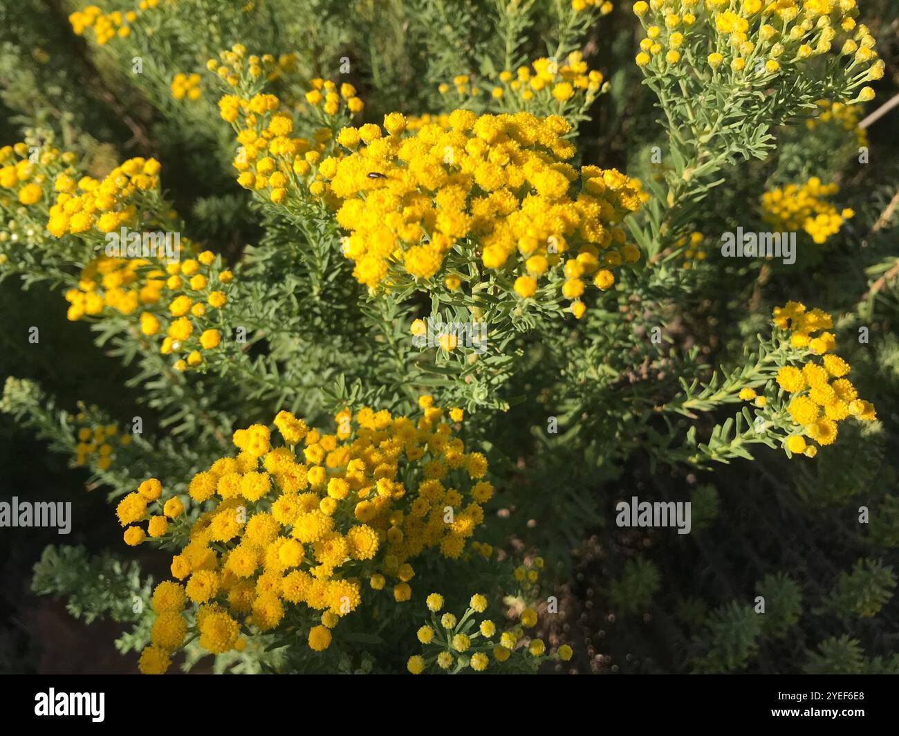 Chamomiles, yarrows, and allies (Anthemideae Stock Photo - Alamy