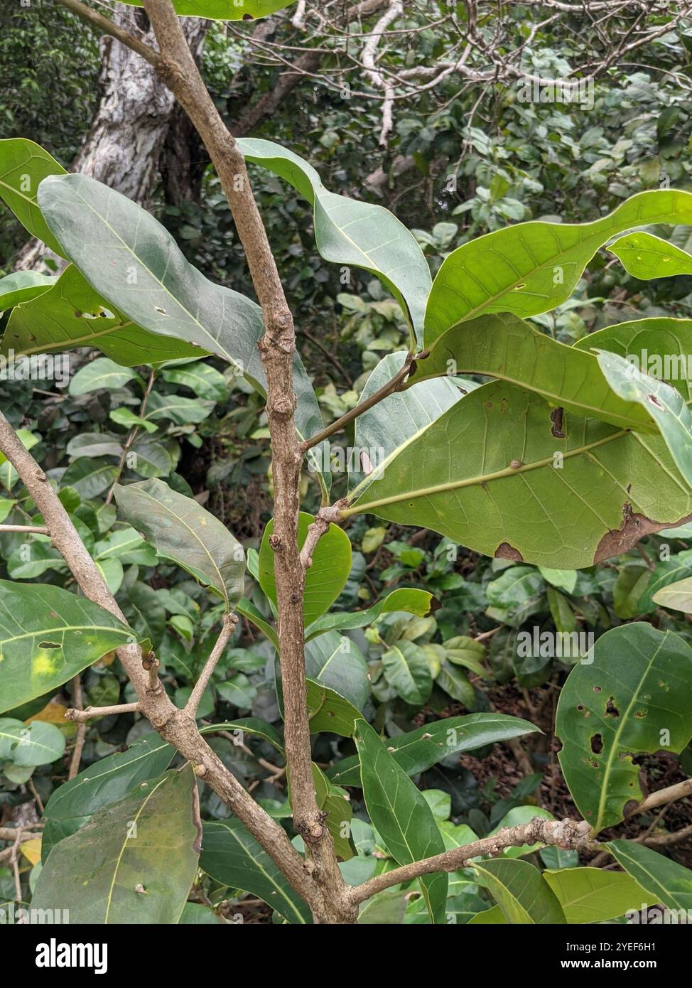 black calabash (Amphitecna latifolia Stock Photo - Alamy