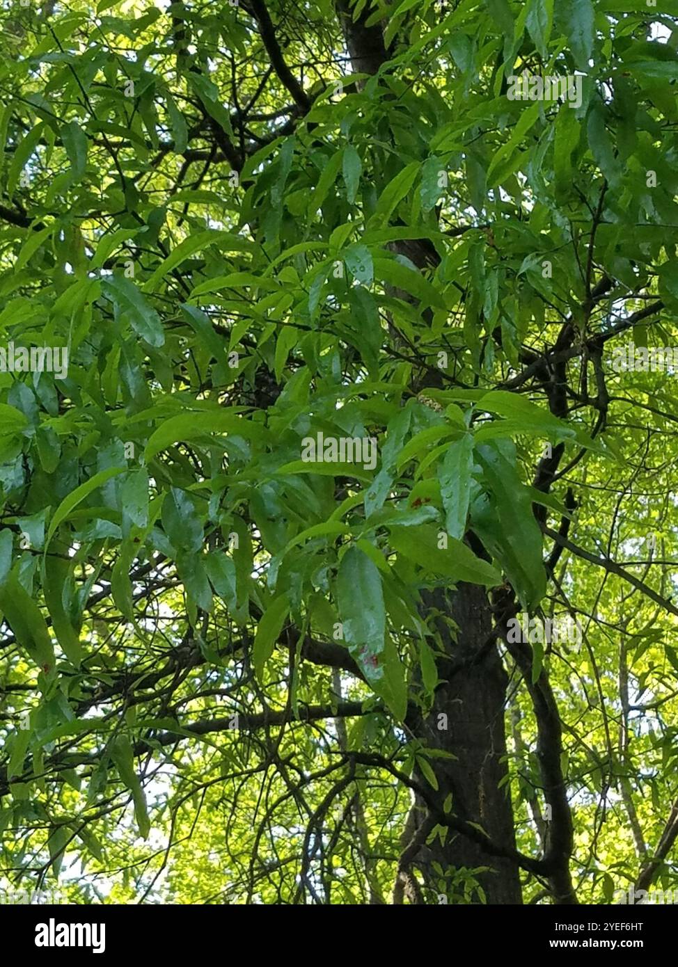 Quercus phellos hi-res stock photography and images - Alamy