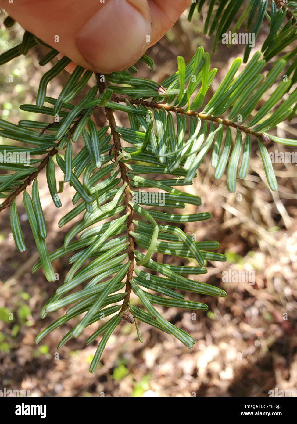 grand fir (Abies grandis Stock Photo - Alamy