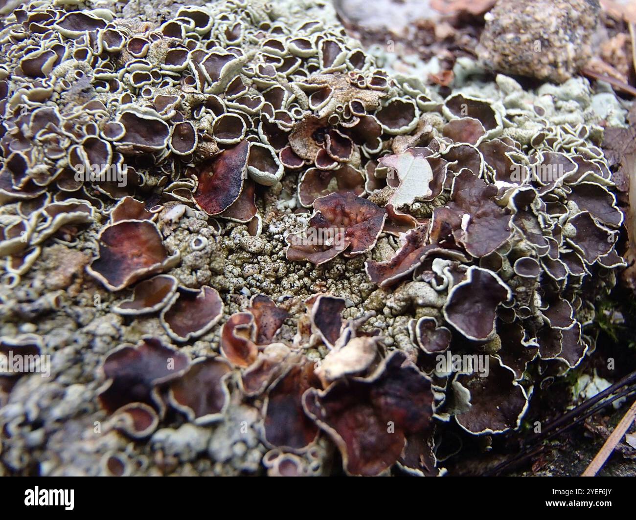 common lichens (Lecanoromycetes Stock Photo - Alamy