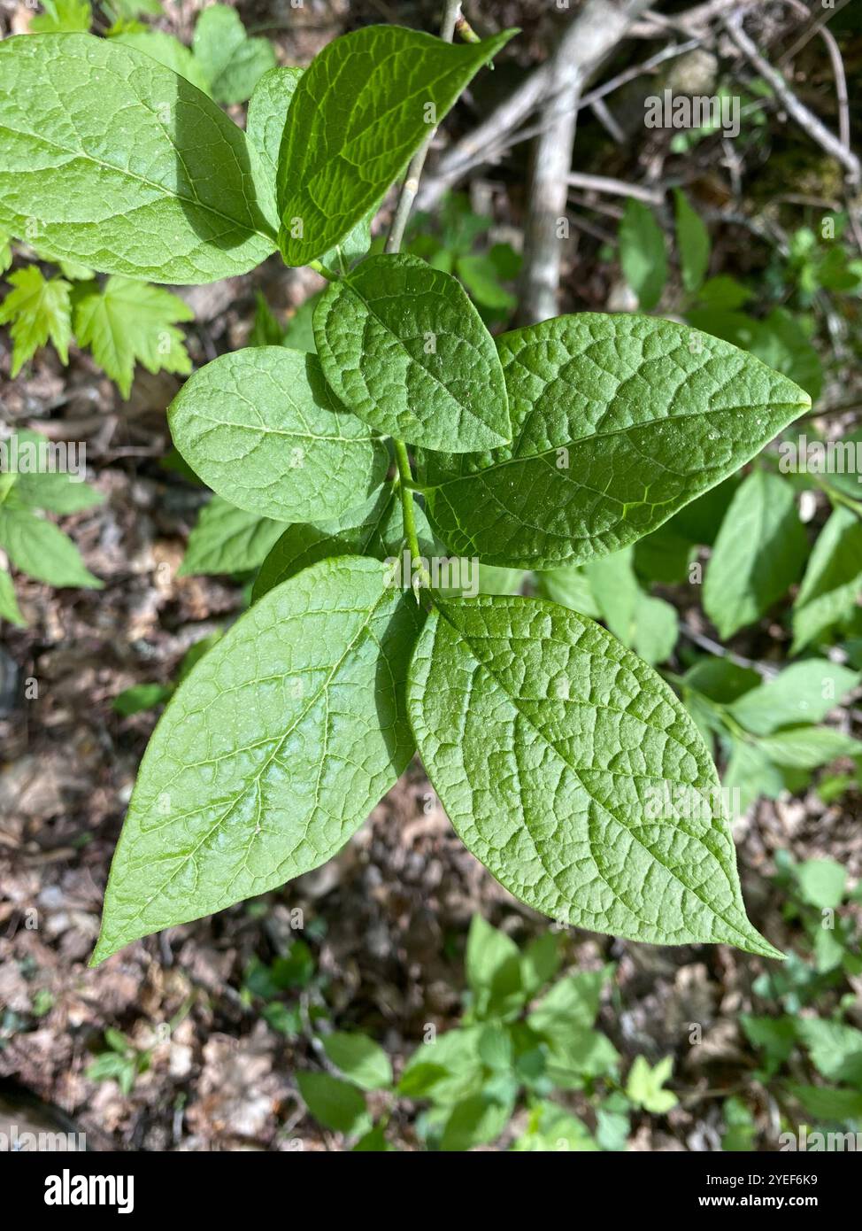 Pyrularia pubera hi-res stock photography and images - Alamy