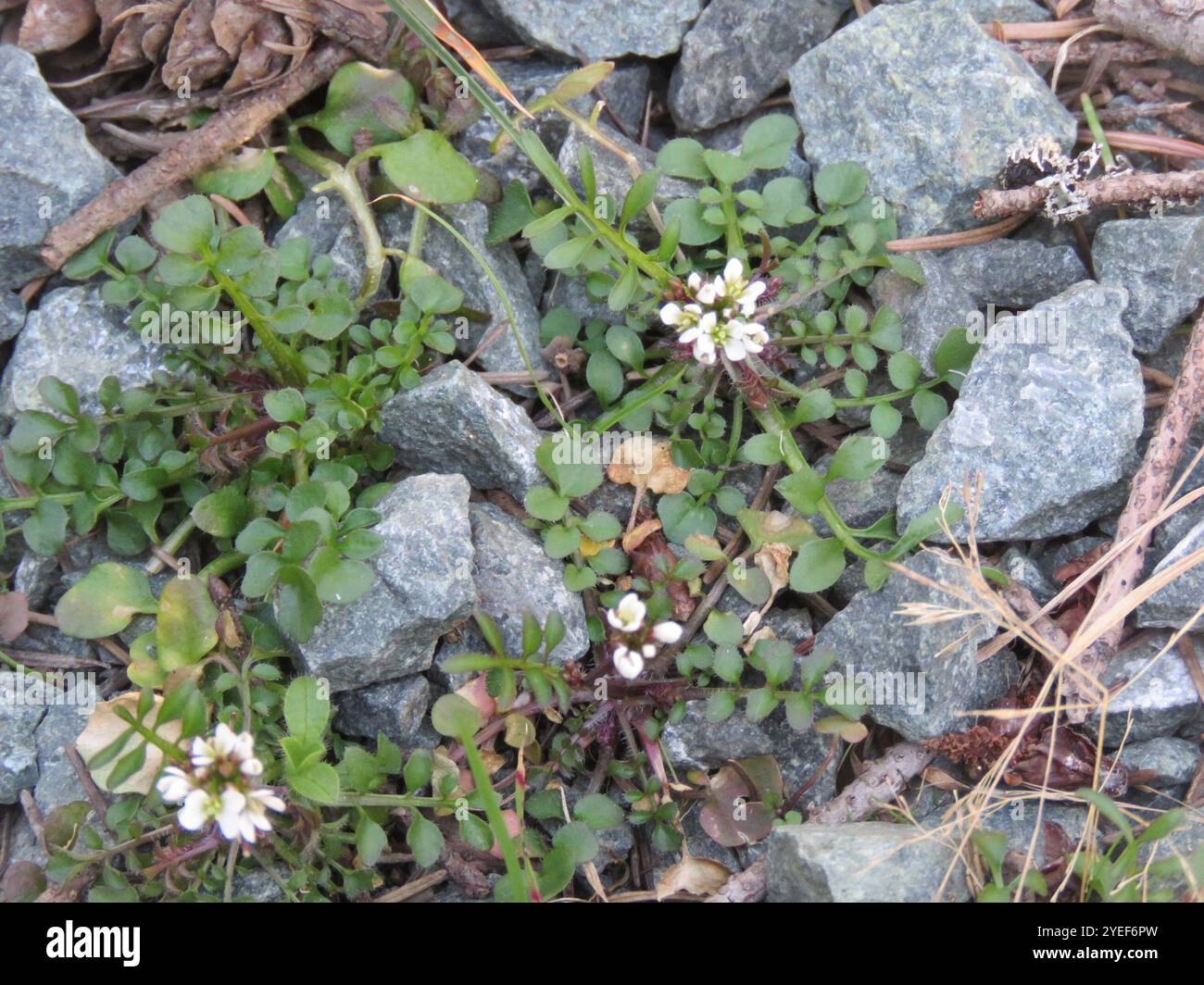 hairy bittercress (Cardamine hirsuta Stock Photo - Alamy