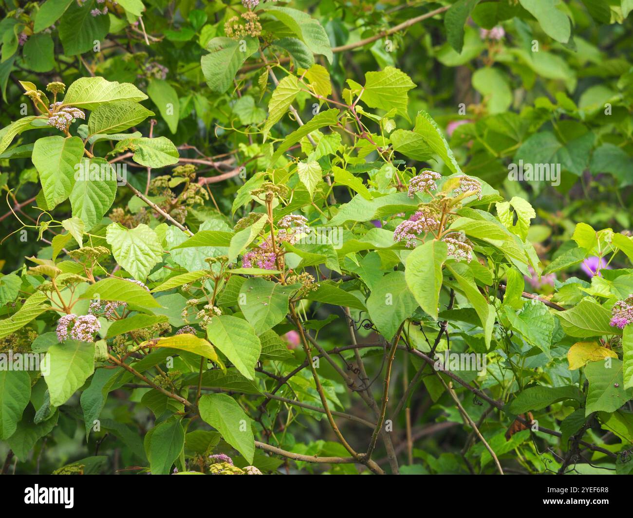 Formosan Beautyberry (Callicarpa formosana Stock Photo - Alamy