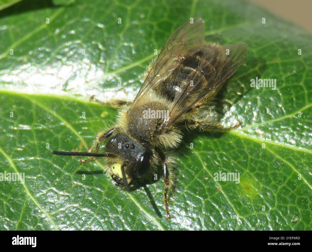 Mining Bees (Andrena Stock Photo - Alamy