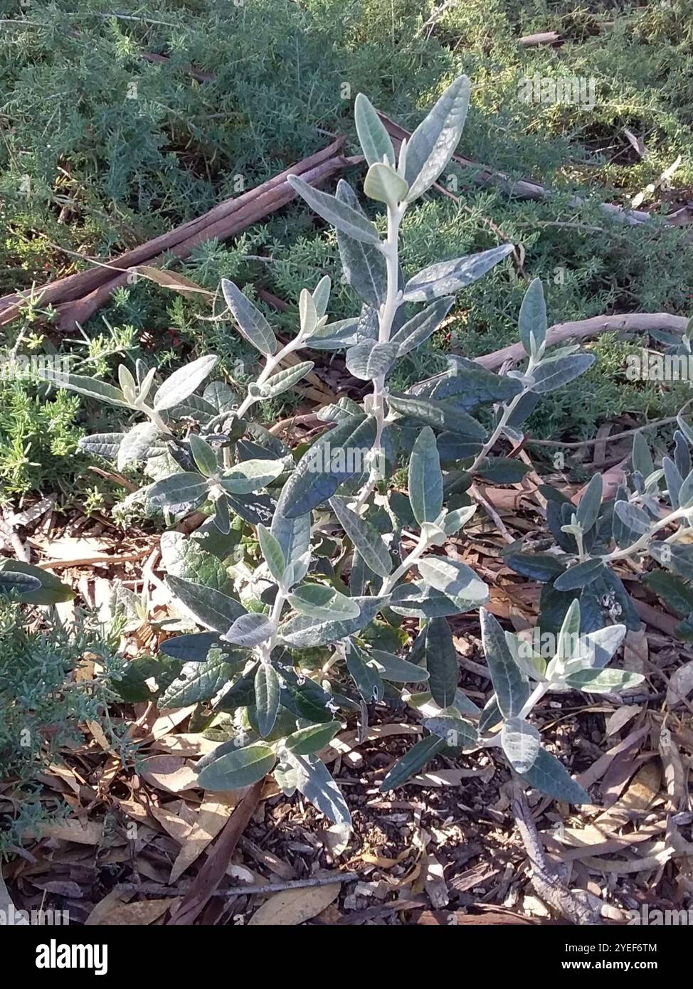 Olearia pannosa hi-res stock photography and images - Alamy