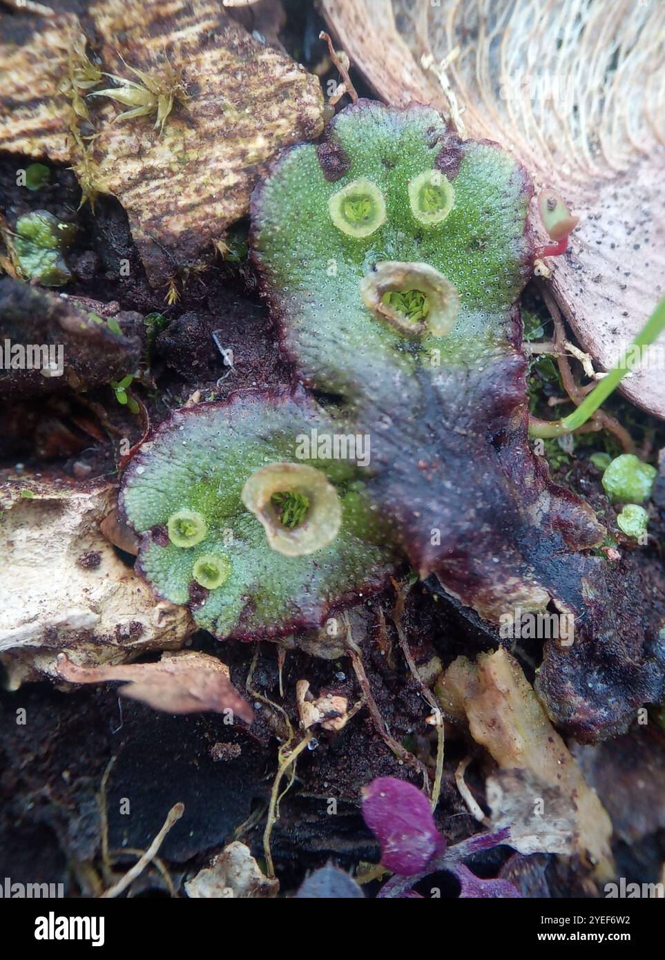 Common Liverwort (Marchantia polymorpha Stock Photo - Alamy