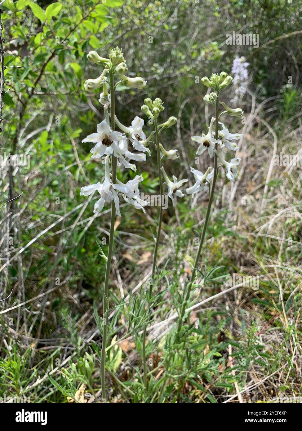 Wild Blue Larkspur (Delphinium carolinianum Stock Photo - Alamy
