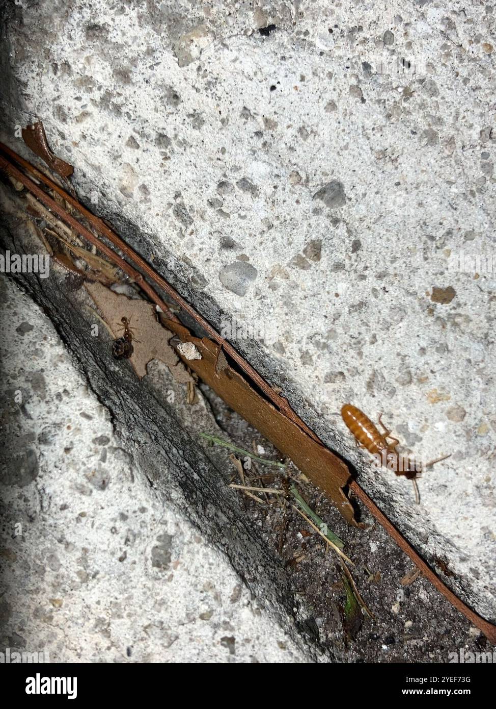 Formosan subterranean termite (Coptotermes formosanus Stock Photo - Alamy