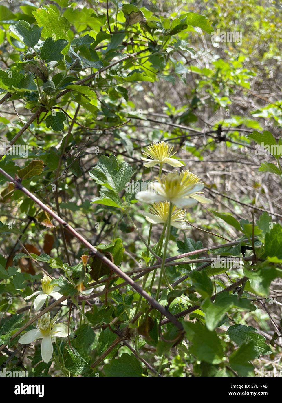 Pipestem Clematis (Clematis lasiantha Stock Photo - Alamy
