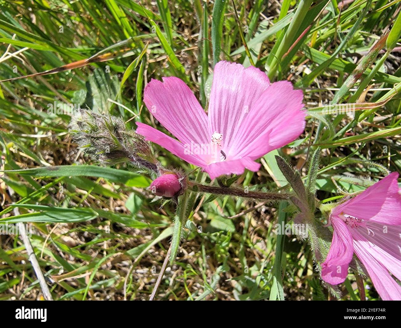 checkerbloom (Sidalcea malviflora Stock Photo - Alamy