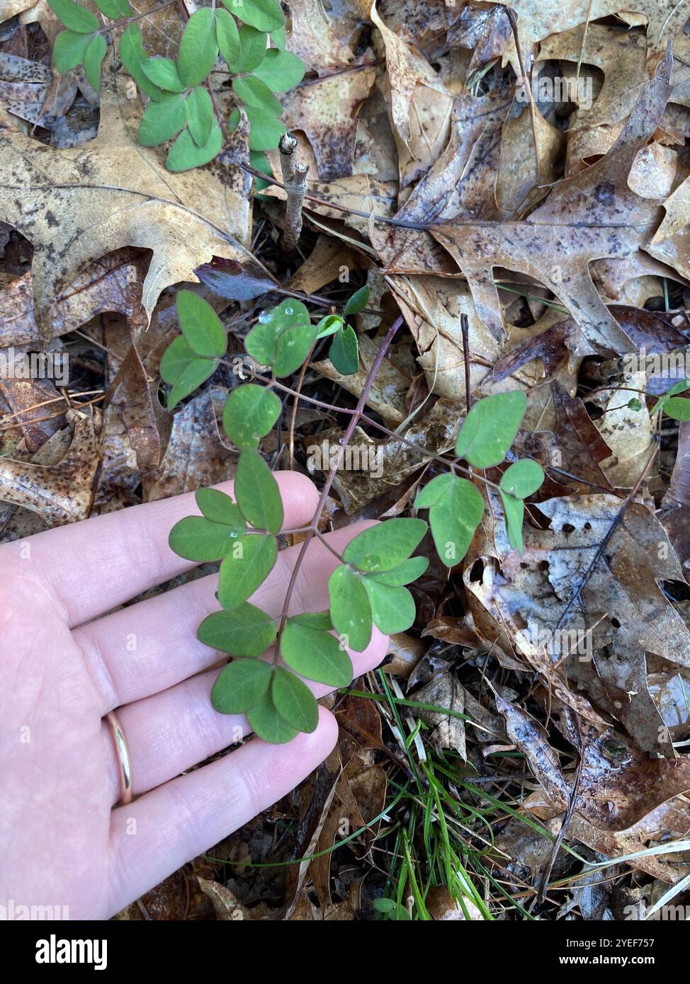 yellow pimpernel (Taenidia integerrima Stock Photo - Alamy