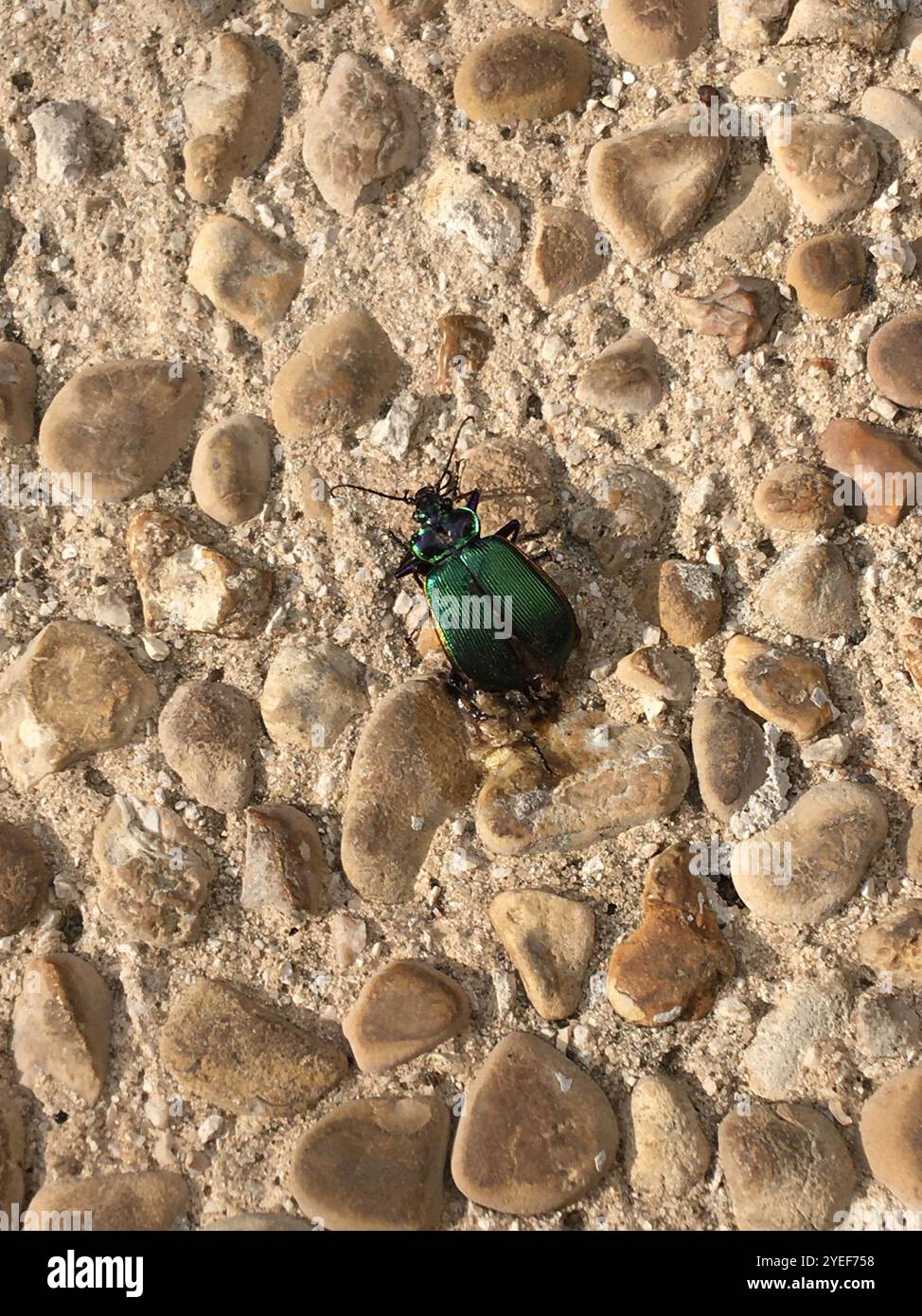 Fiery Searcher (Calosoma scrutator Stock Photo - Alamy