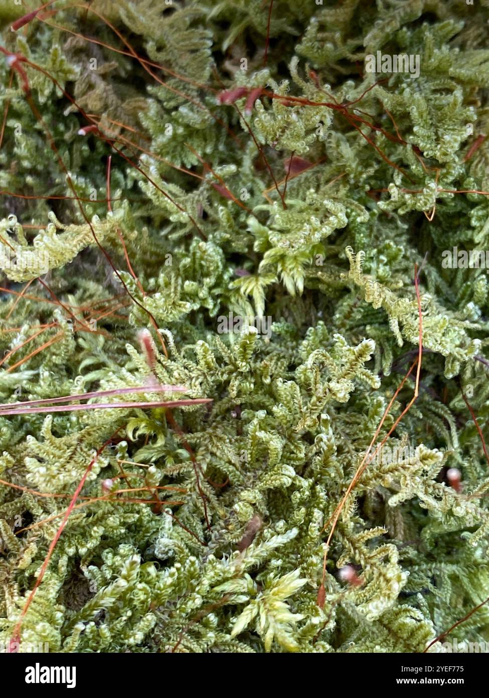 brocade moss (Callicladium imponens Stock Photo - Alamy