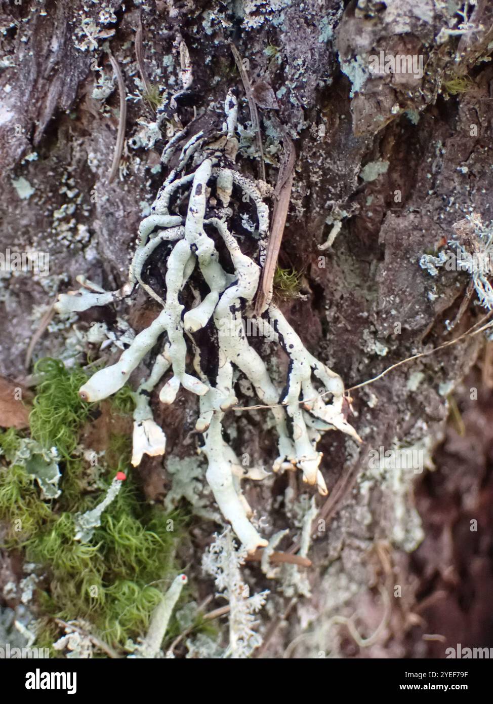 Tube Lichens (Hypogymnia Stock Photo - Alamy