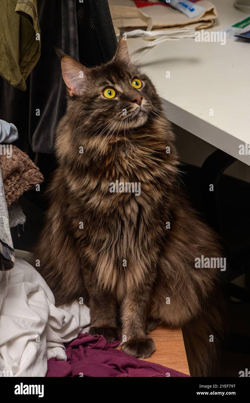 A fluffy cat with striking yellow eyes sits beside a messy desk ...