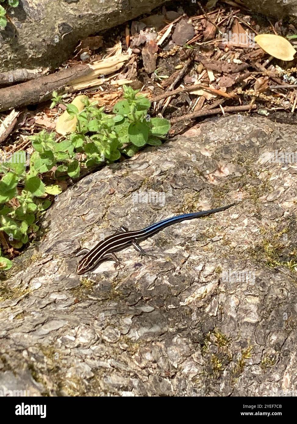 Toothy Skinks (Plestiodon Stock Photo - Alamy