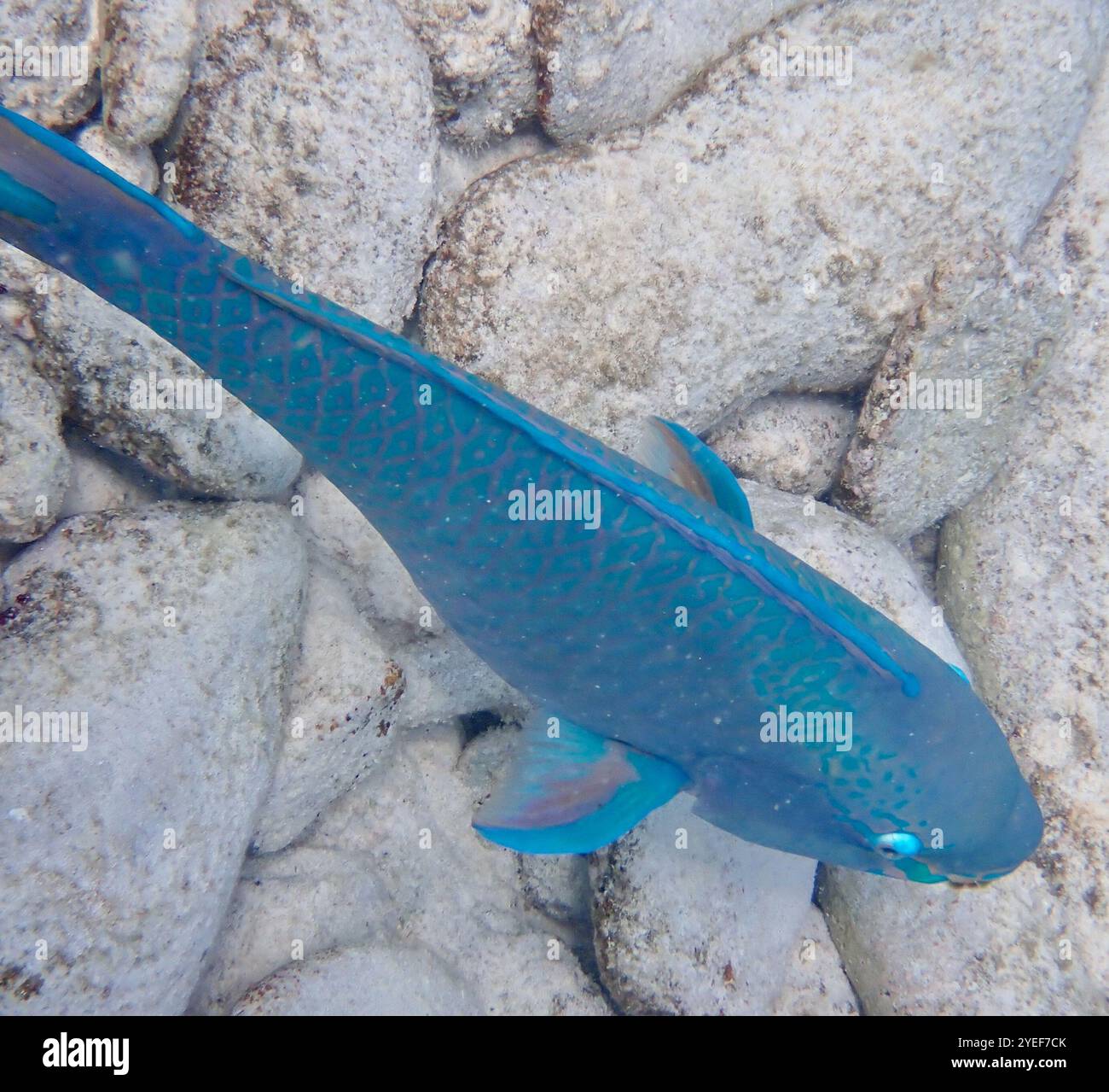 Queen parrotfish scarus vetula hi-res stock photography and images - Alamy