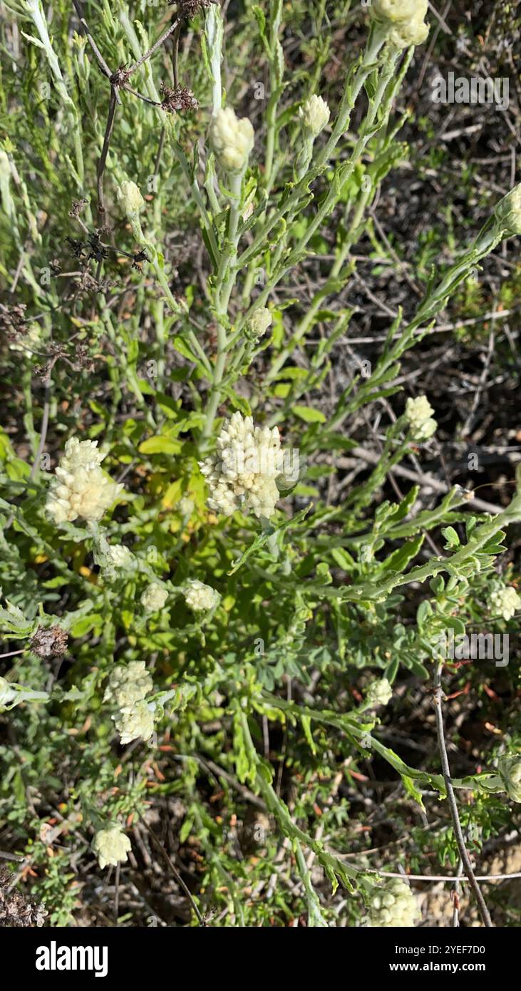 two-color rabbit tobacco (Pseudognaphalium biolettii Stock Photo - Alamy