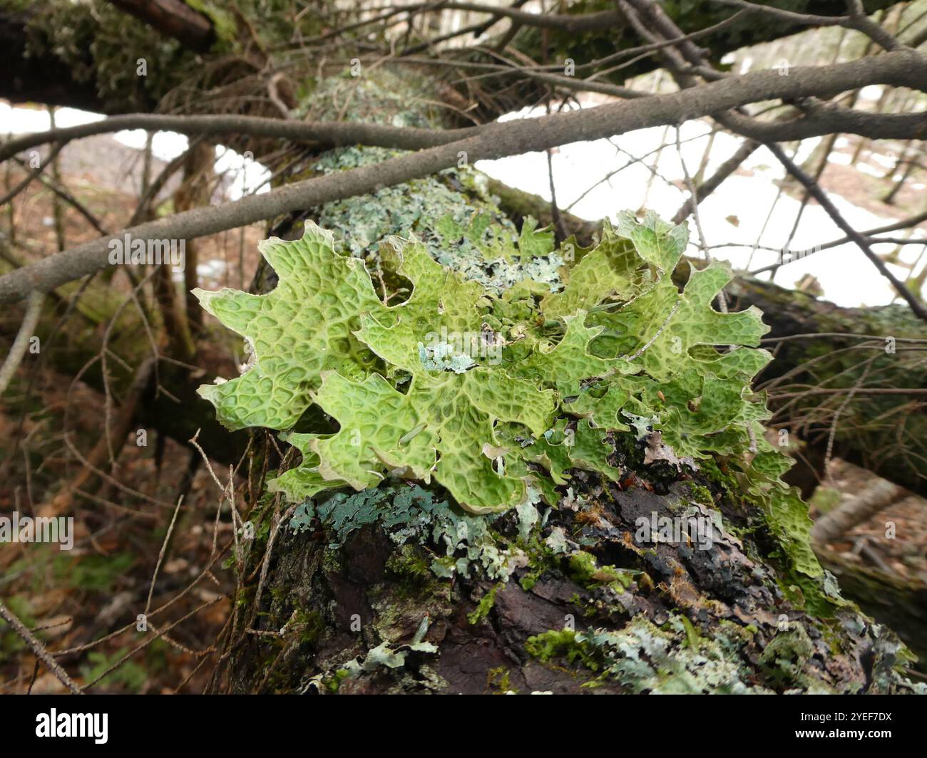 Tree Lungwort (Lobaria pulmonaria Stock Photo - Alamy